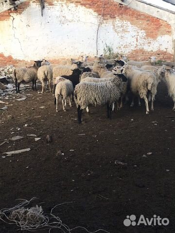 Сельхоз животные