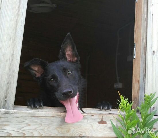 Терьеристая девочка ищет дом