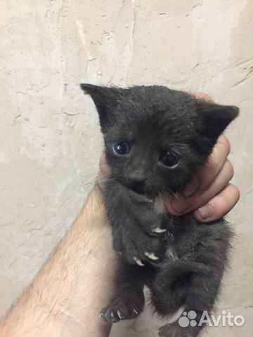 Котёнок дворянской породы