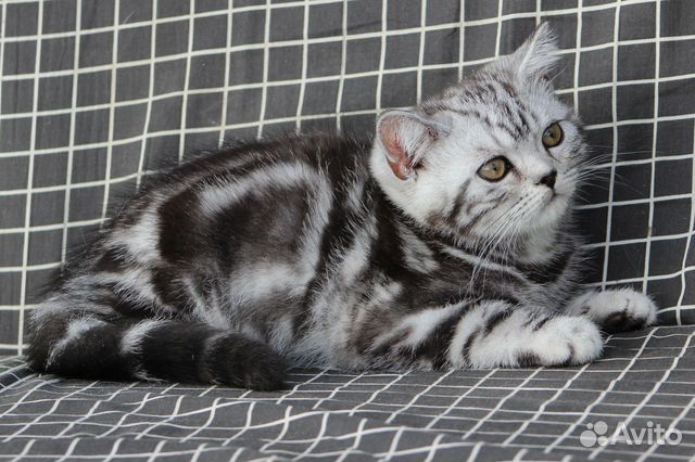 Красивый британский котик 3 мес. Шикарный рисунок