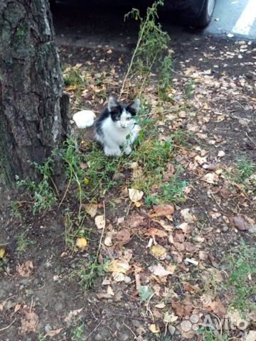 Котенок 2-2,5 мес