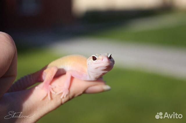 Малыш эублефара