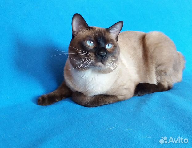 Молодой котик породы меконгский бобтейл