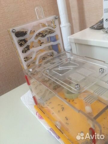 Ферма муравьёв