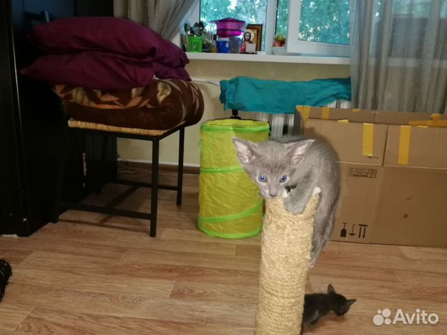 Котята-ориенталы