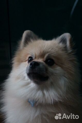 Вязка.Шпиц немецкий малый