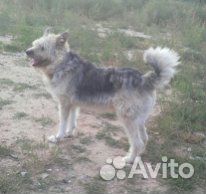 Молодой бывшедомашний мальчик