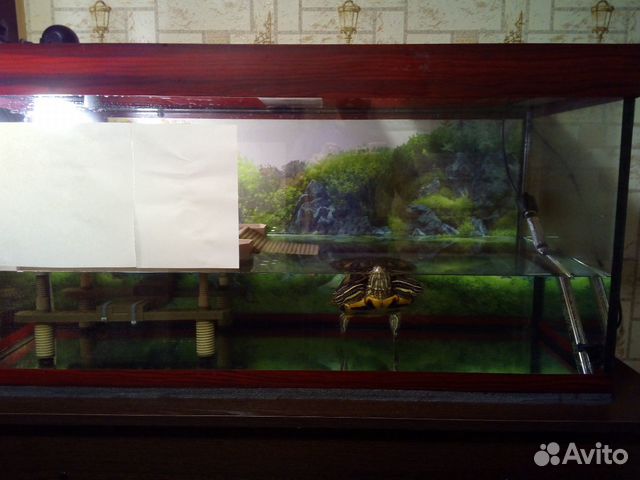 Красноухая черепаха + оборудование