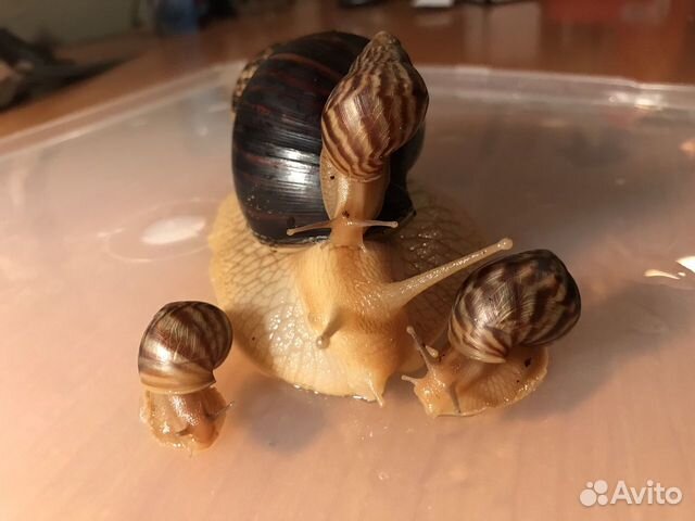 Улитки Ахатина Иммакулята бесплатно м.Братиславска