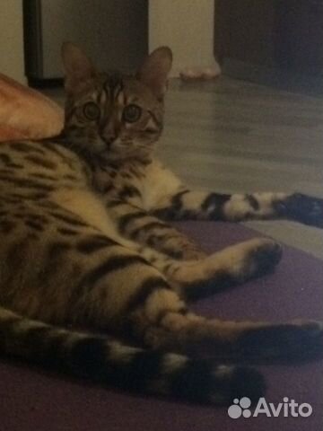 Продам бенгальского кота
