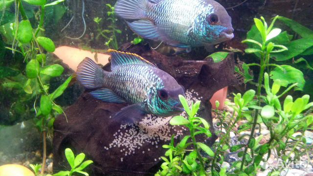 Наннакары электрик блю, рабочая пара и два самца