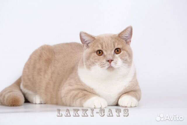 Британский ирис