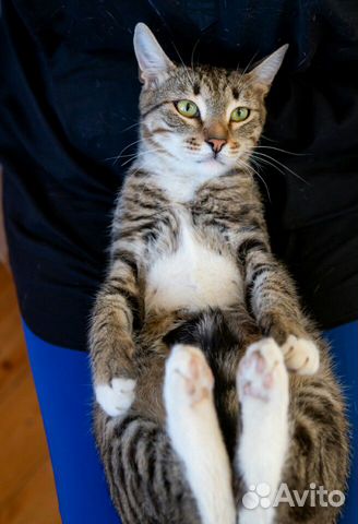 Самый ласковый котик мурчун