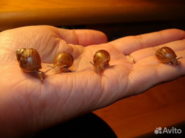 Отдам улитосек Ахатина