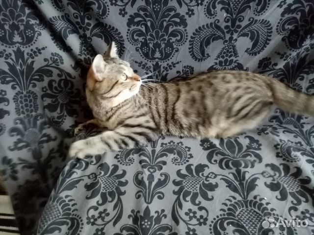 Котенок
