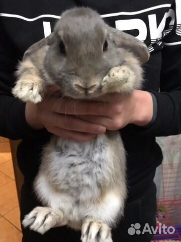 Ласковый кролик