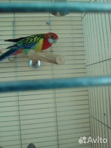 Пестрая розелла