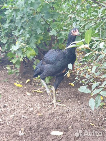 Бойцовые куры ошамо