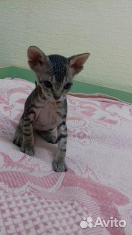 Донской Сфинкс