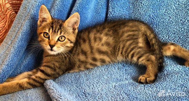 Котёнок - "рысёнок" ищет новых родителей