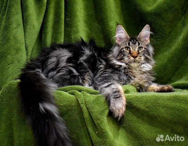 Котик мейн кун Лев