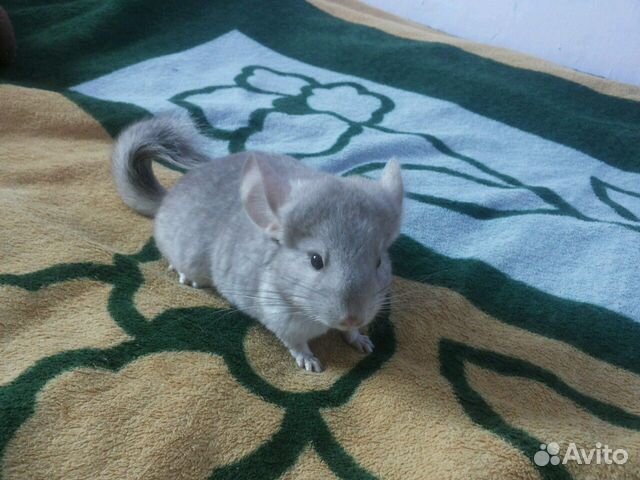 Шиншиллята