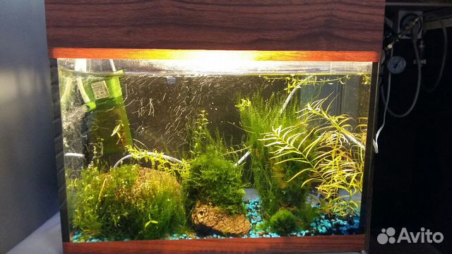 Аквариум