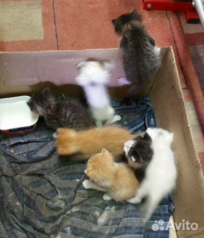 Кошка умерла котятам нужен дом