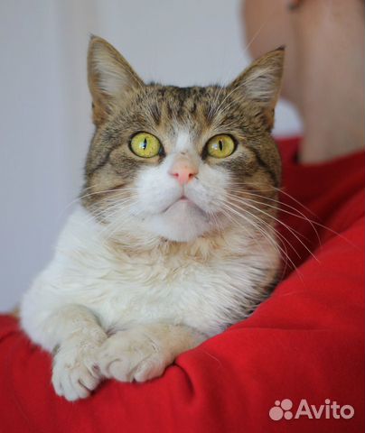 Харизматичный мужчина Барсик