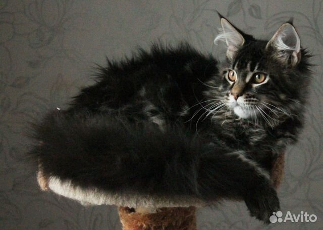 Жгучий брюнет мейн-кун с чудесным характером