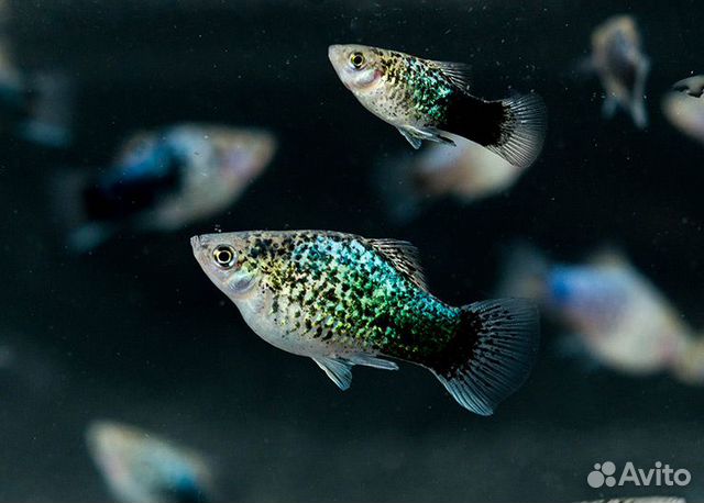 Меченосцы, Моллинезии, Пецилии