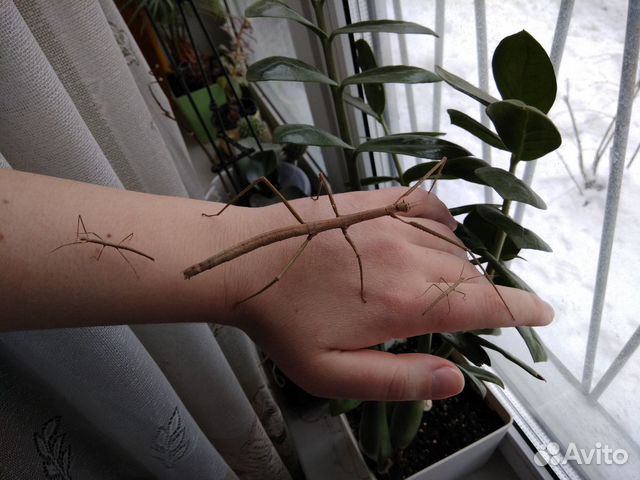 Палочники аннамские (Baculum extradentatum)