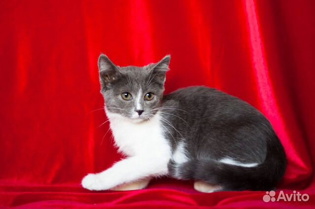 Котёнок девочка в добрые руки, 6 месяцев