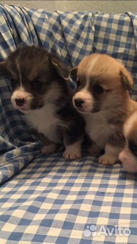 Вельш Корги Пемброк