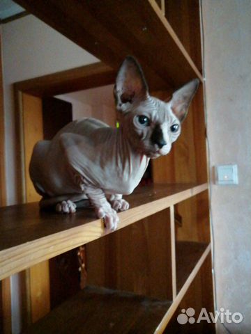 Котенок 5 мес