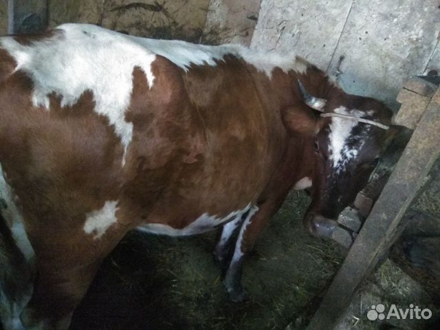 Продажа коров