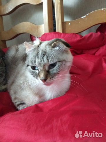 Кошка Маруся