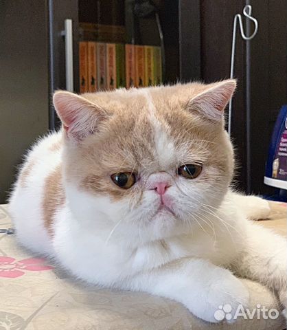 Котята-экзоты (девочки)