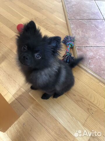 Немецкий шпиц