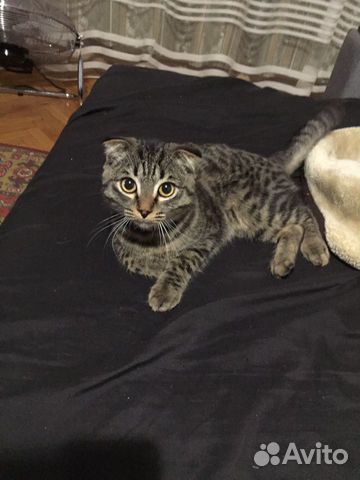 Вислоухий котик