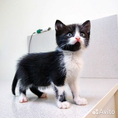 Очаровательный которебёнок Тимоша ищет свой дом