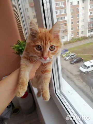 Рыжий пушистый мальчик