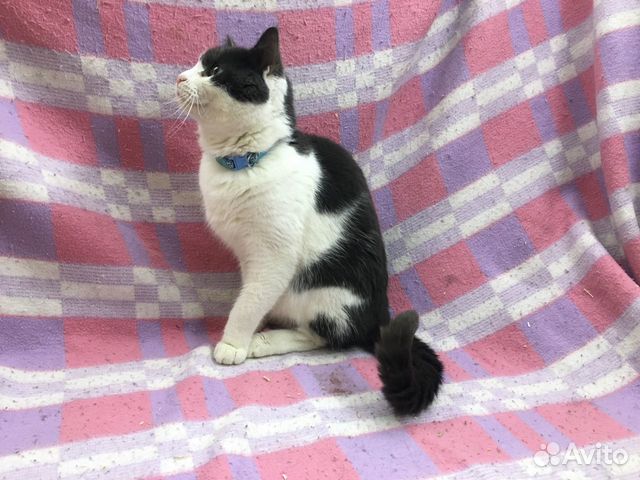 Дивный котик