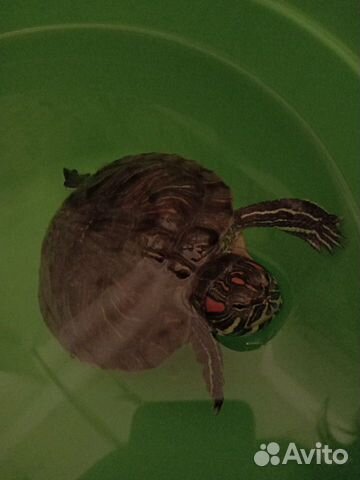 Черепахи красноухии