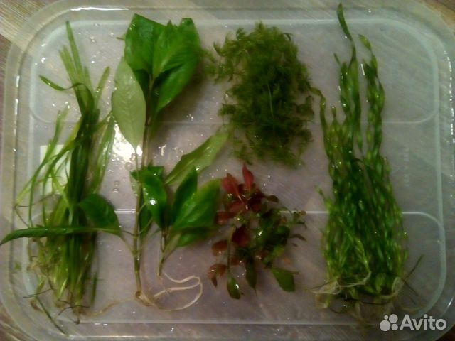 Аквариумные растения. Прополка