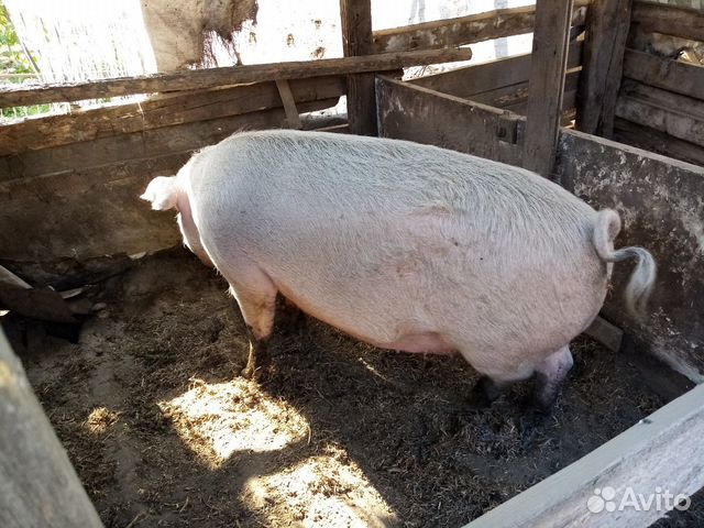 Продаю свинью 12 месяцев свинье, не была покрыта н