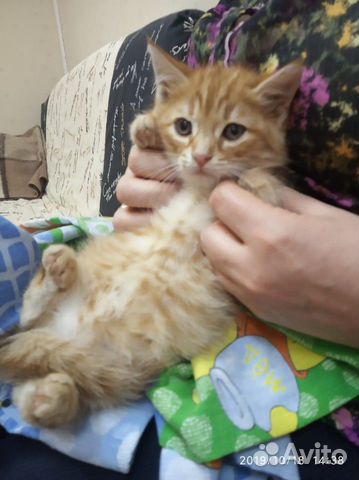 Рыжий котенок мальчик в дар 2 мес