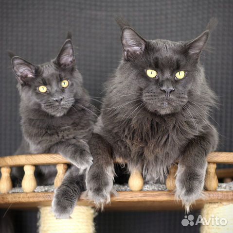 Котёнок мейн-кун Симба-Индиго