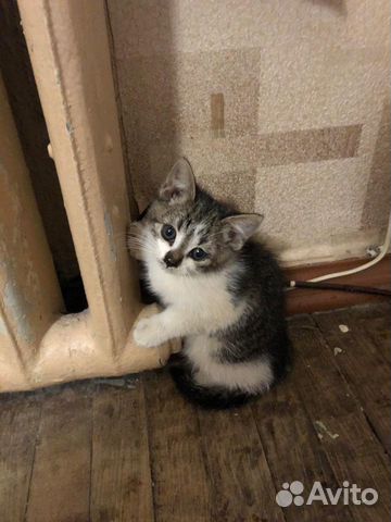 Котёнок