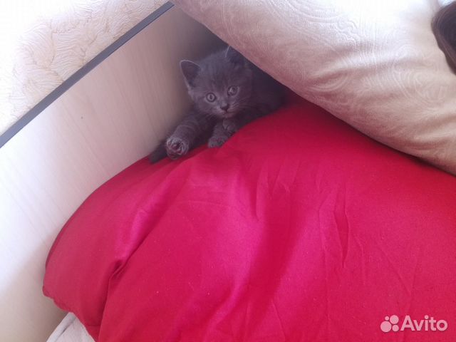 Продам котёнка (британка)